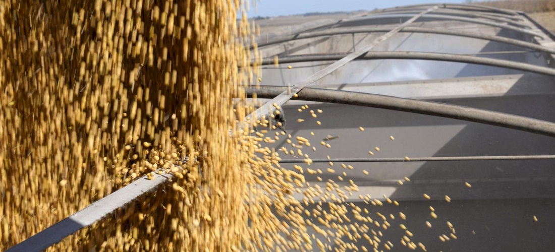 Brazilian Soybean Exports Expected to Reach Nearly 15 Million Tonnes in ...